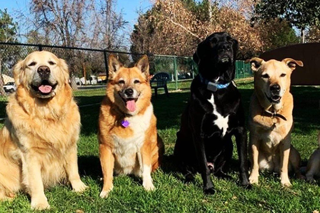 How to ease your dogs anxiety? | Dope Dog