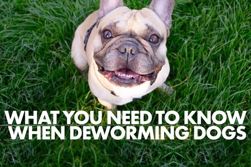 What You Need to Know when Deworming Dogs and Puppies – Dope Dog