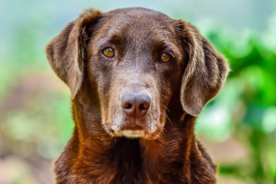 Unleashing the Power of MSM for Dogs 101 | Dope Dog