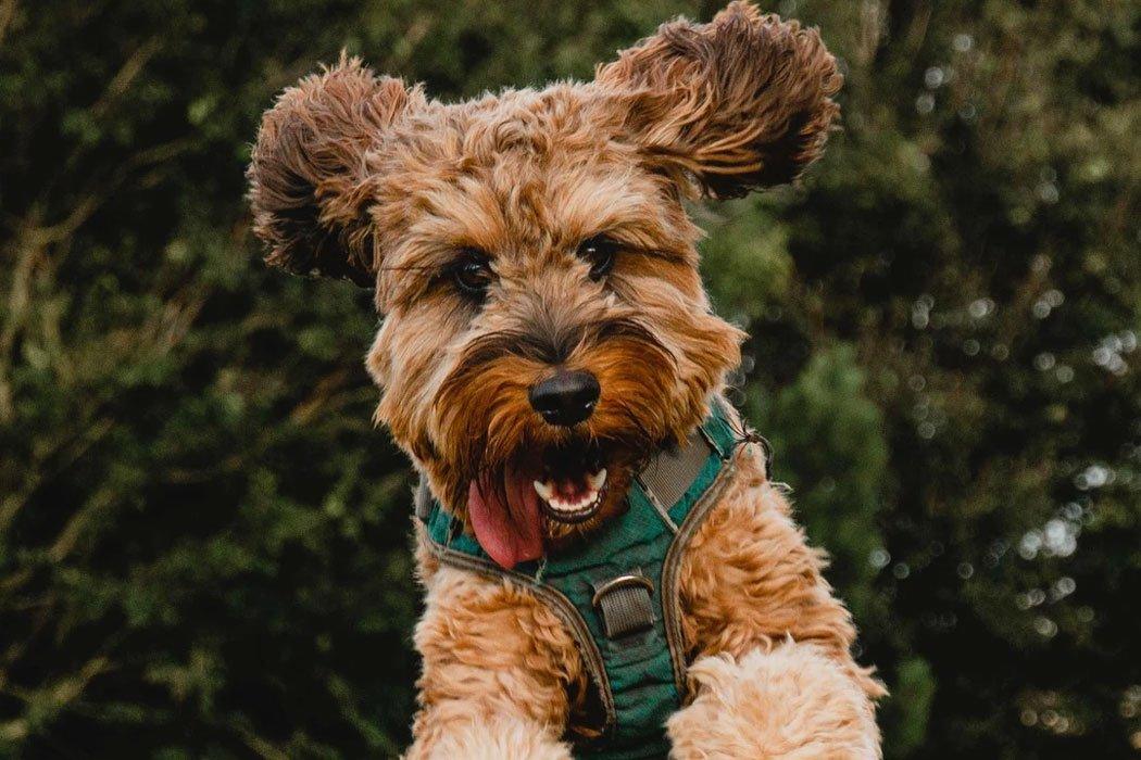 What You Need To Know About Zoomies | Dope Dog