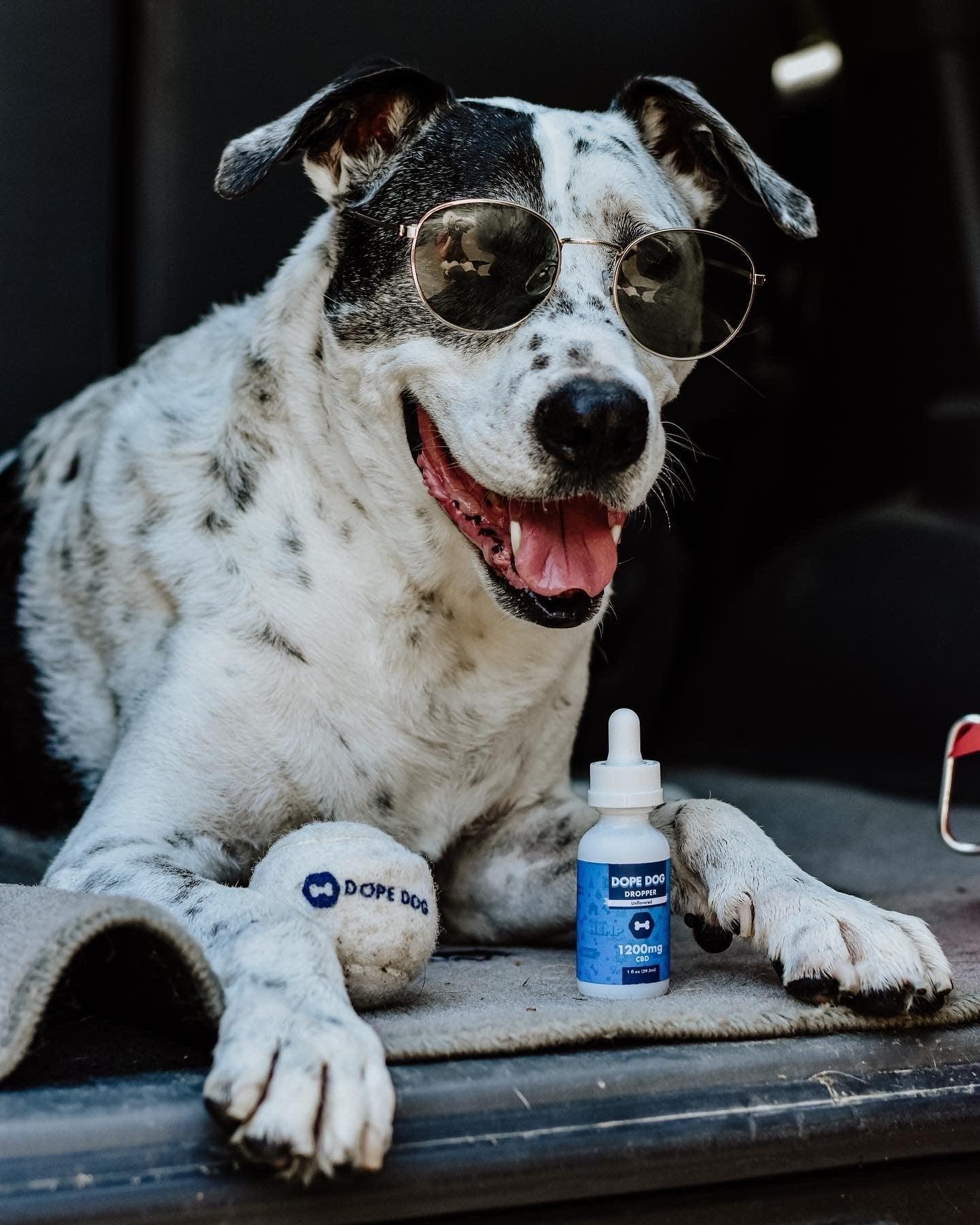 CBD Oil for Dogs - 1200mg | Dope Dog