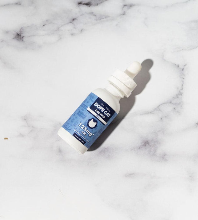 5 Things You Must Know When Your Dog Gets Stung by a Bee [IN-DEPTH LOOK ...