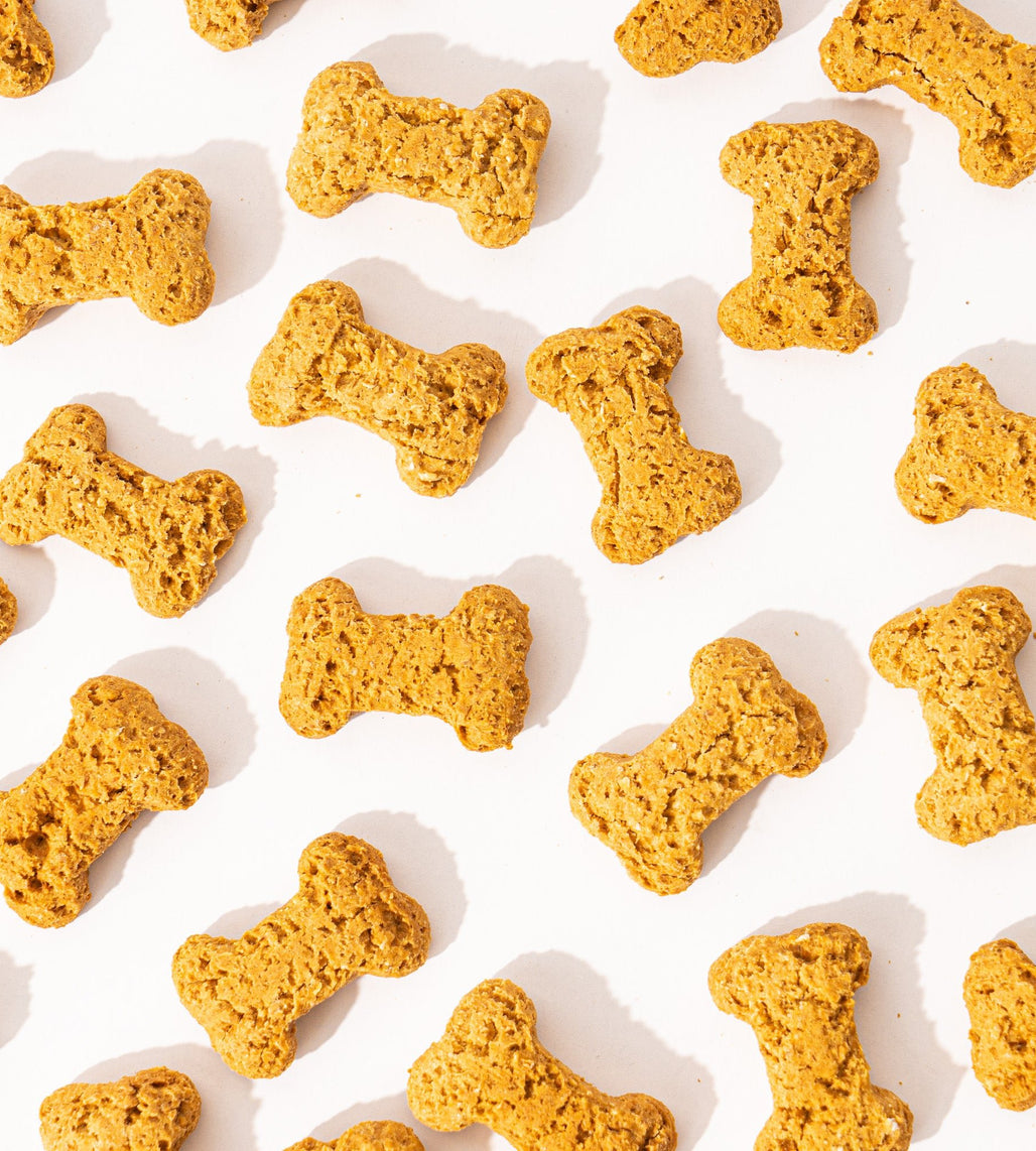 Unleashing the Power of MSM for Dogs 101 | Dope Dog