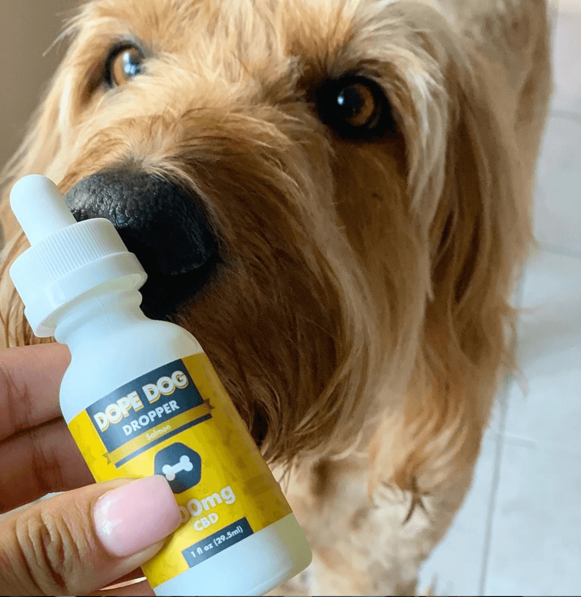 Contact Us | Dope Dog