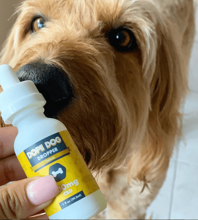 12 Large Dog Breeds That Don't Shed | Dope Dog